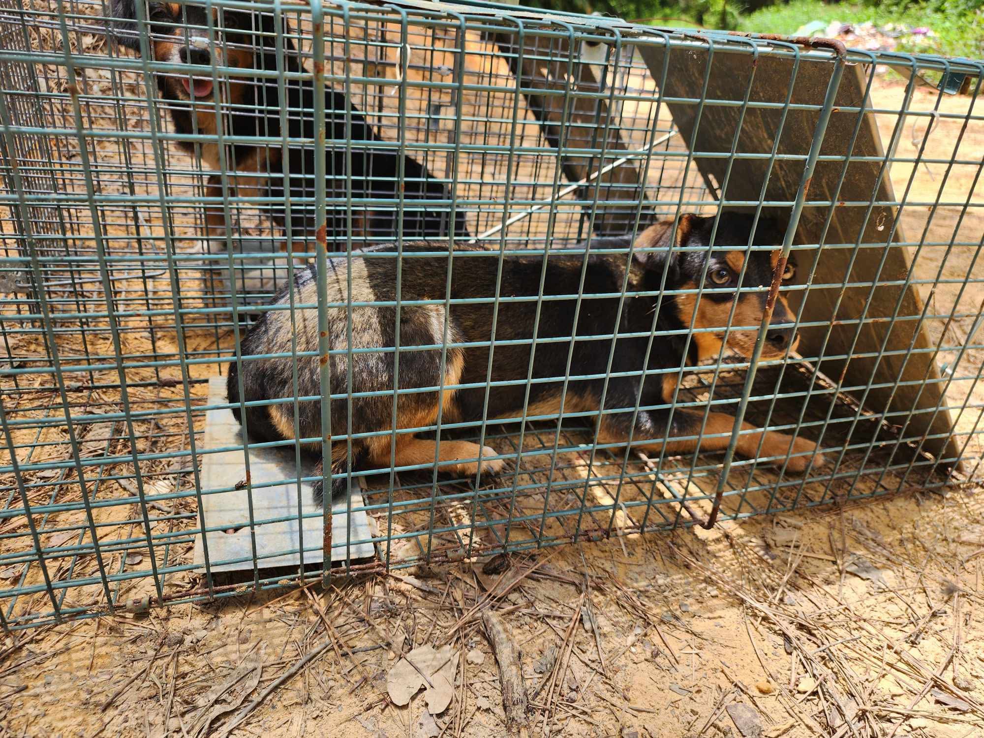 TARP rescuing 100 animals found inside 'unlivable hoarding house ...