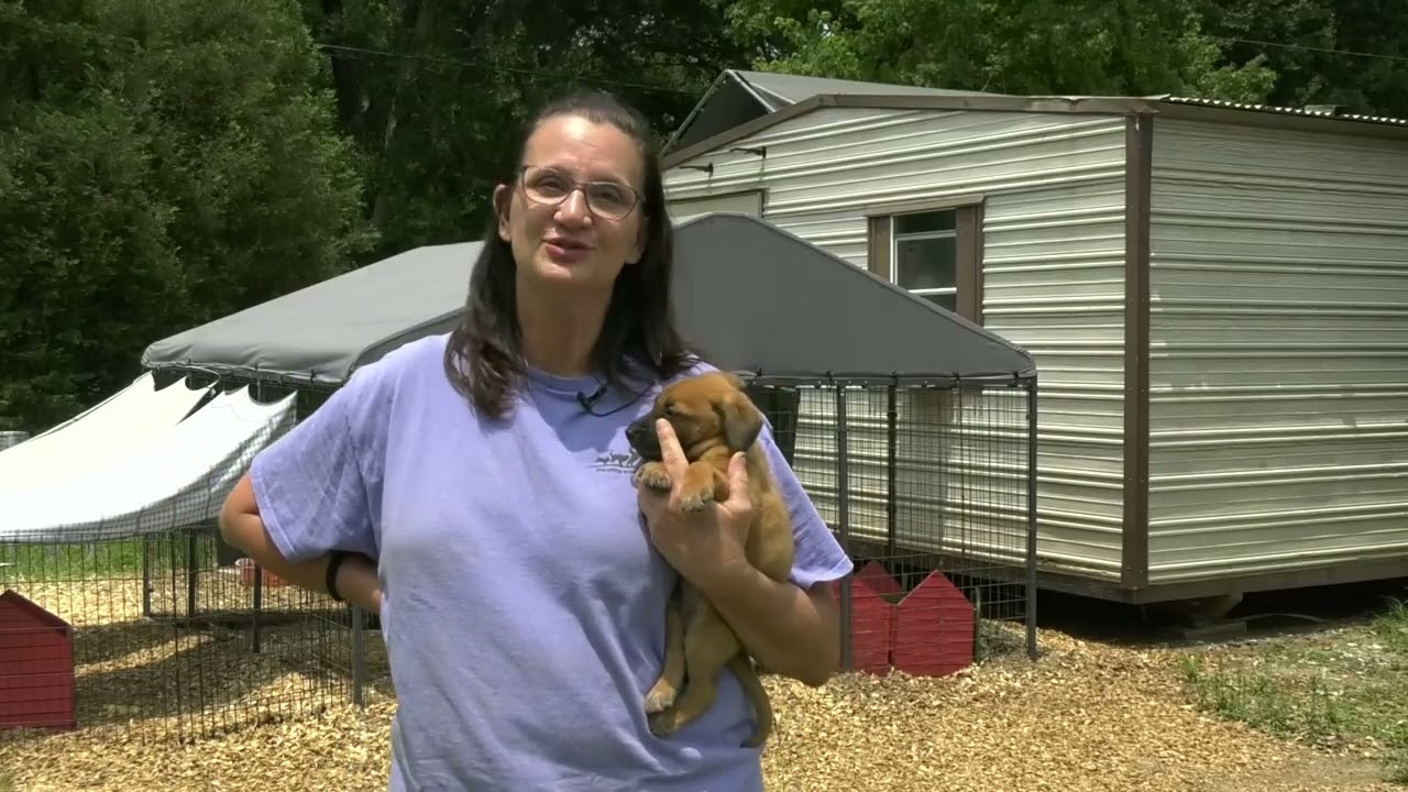 Troy Animal Rescue Project begins 'Doggy Day Out' program - TrojanVision