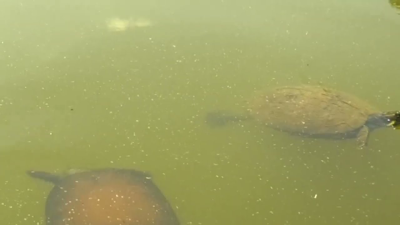 As Lake Lagoona project continues, local wildlife works to adapt ...