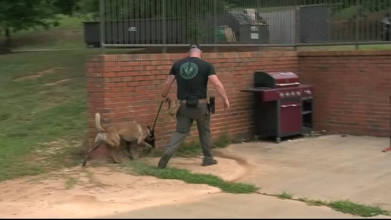 See how local law enforcement use Troy's campus to train K-9s ...