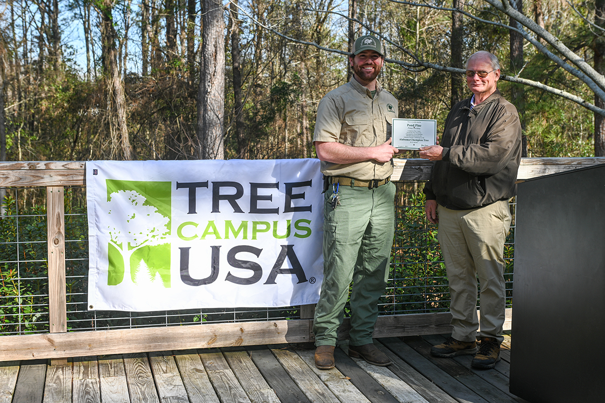 TROY arboretum's pond pine named Champion Tree by Alabama Forestry ...